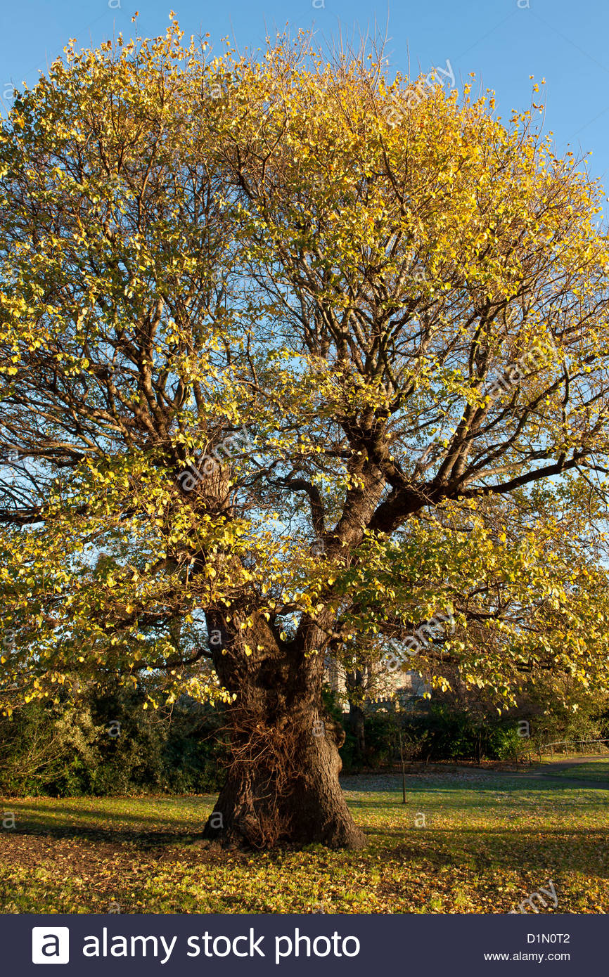 English Champion Stock Photos & English Champion Stock Images - Alamy