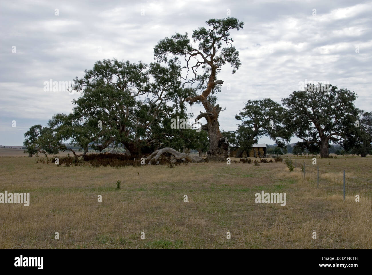 Twisted trees hi-res stock photography and images - Alamy