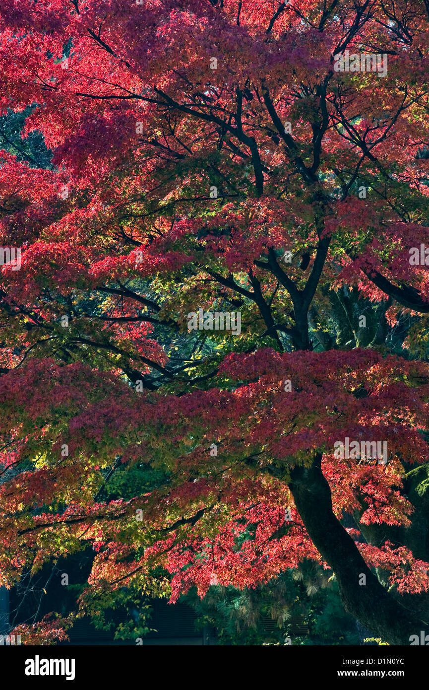 Kyoto colour hi-res stock photography and images - Alamy