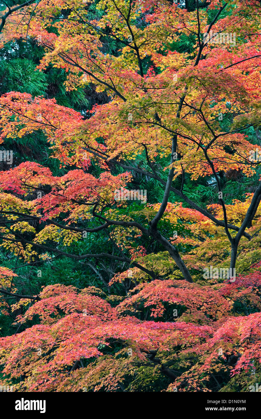 A brilliantly coloured Japanese maple tree in late autumn in Kyoto ...