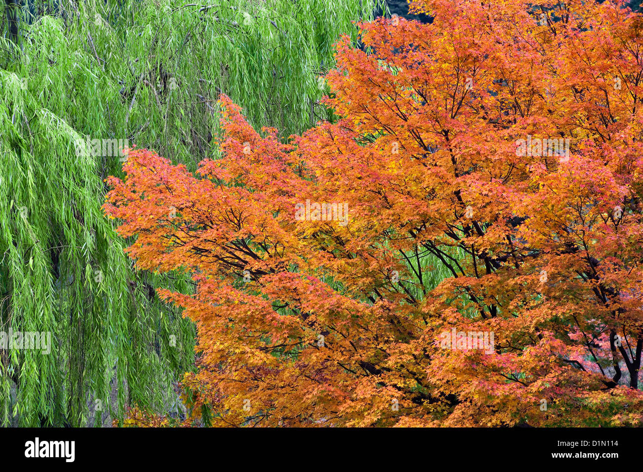 Japanese maple park hi-res stock photography and images - Alamy