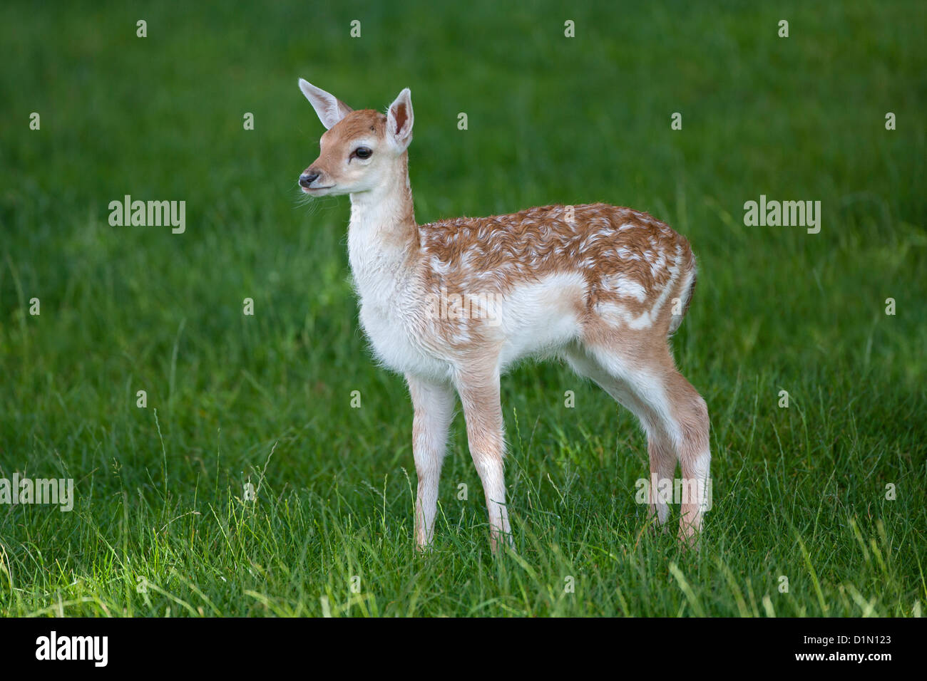 Fallow Deer Cervus dama Fawn standing Stock Photo - Alamy