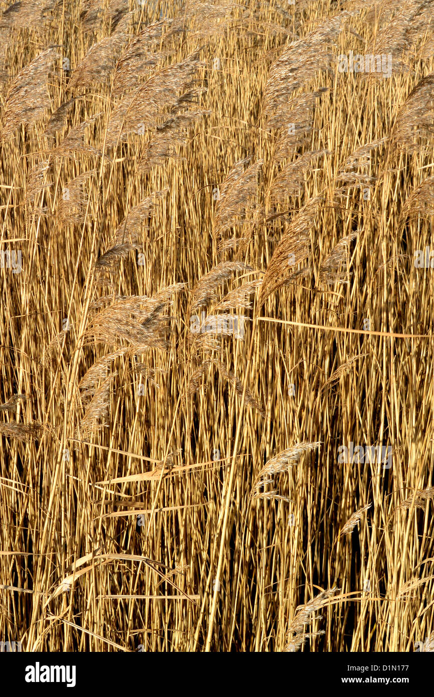 Norfolk broads reed thatch hi-res stock photography and images - Alamy