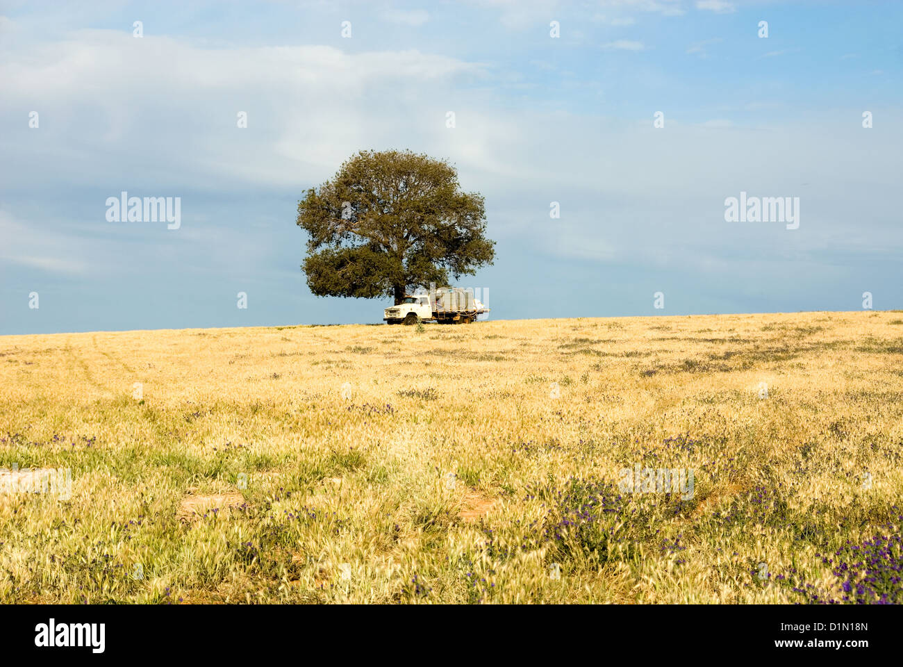 Under the Tree Stock Photo - Alamy