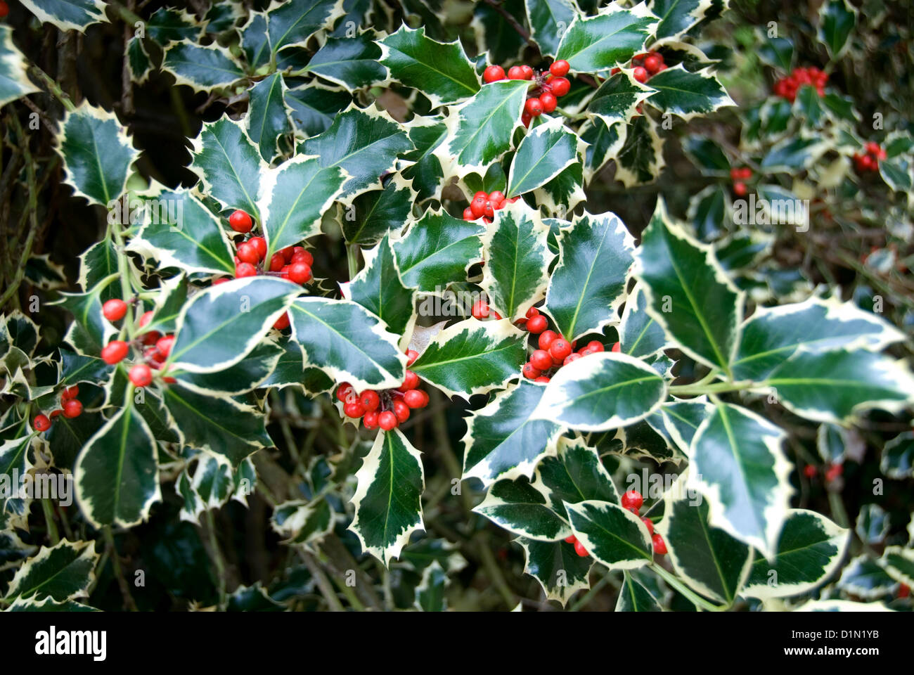 Variegated Shrub High Resolution Stock Photography and Images - Alamy