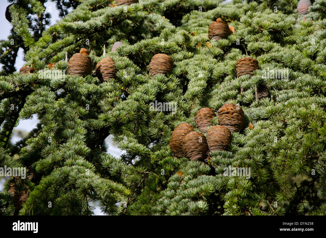 Larch cones of larch tree Stock Photo - Alamy