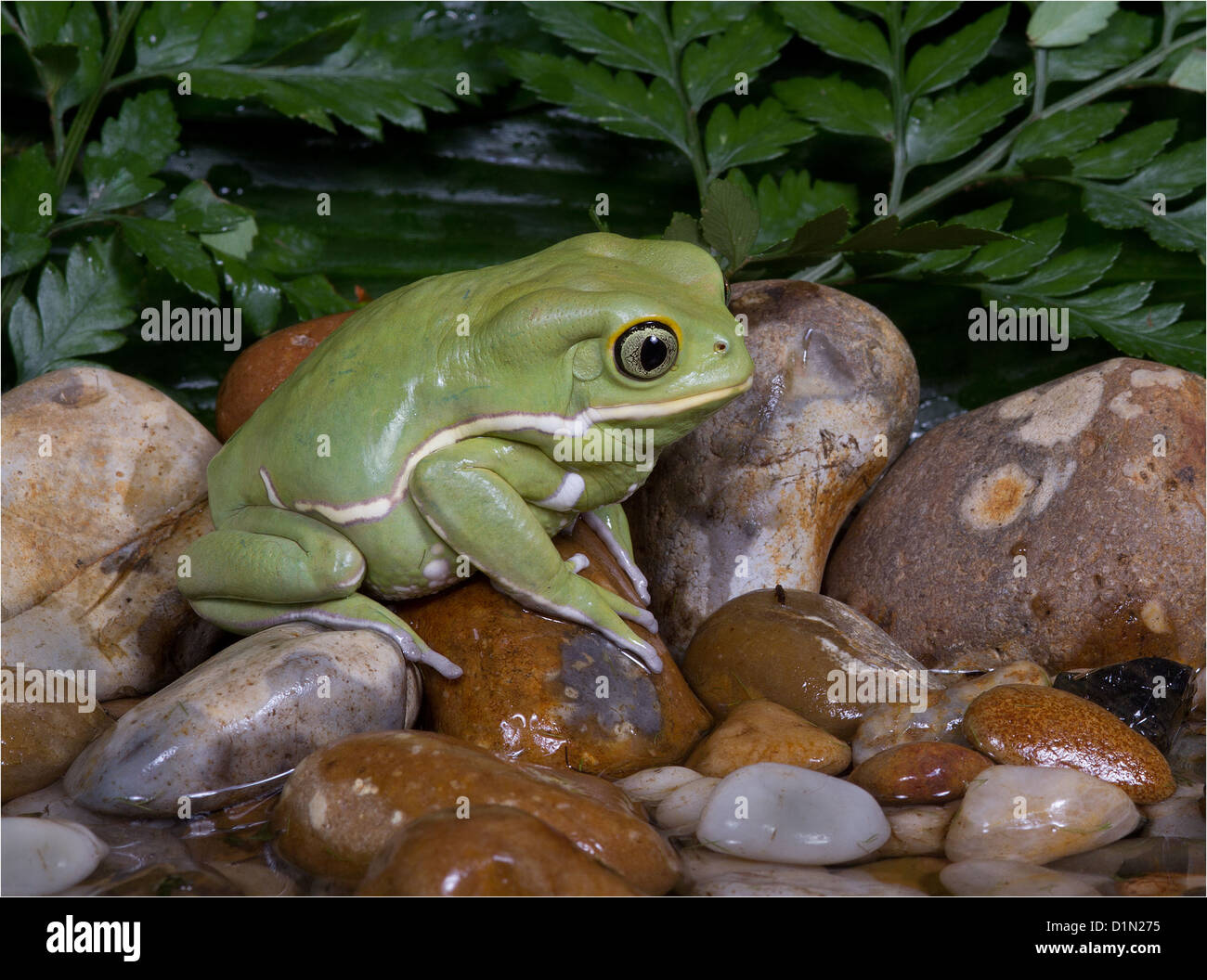 Waxy Monkey Frog (Phyllomedusa sauvagii Stock Photo - Alamy