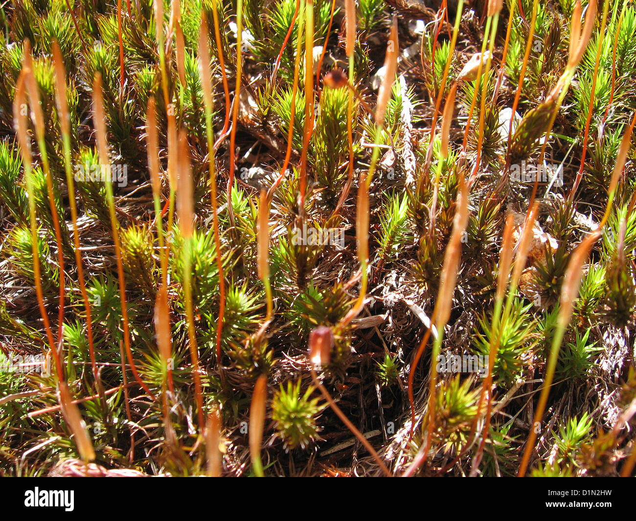 Acadia National Park Spring - Moss Stock Photo - Alamy