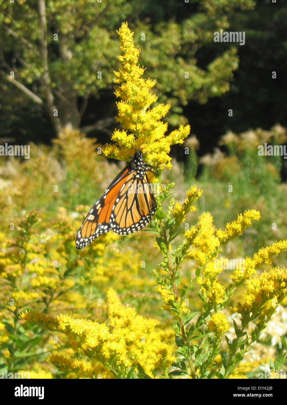 Acadia National Park Fall - Monarch Butterfly Stock Photo - Alamy