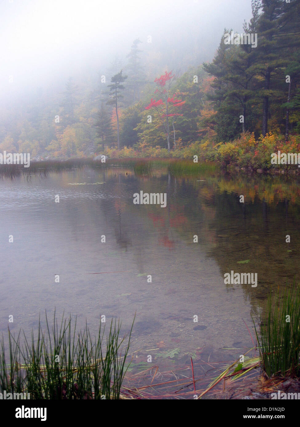 Acadia National Park Fall - The Tarn Stock Photo - Alamy