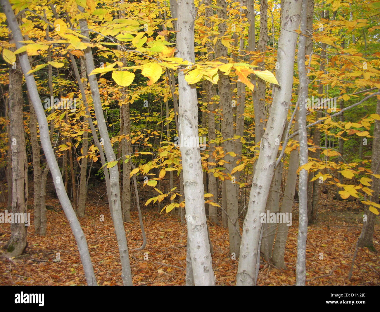 Acadia National Park Fall - In the Forest Stock Photo - Alamy