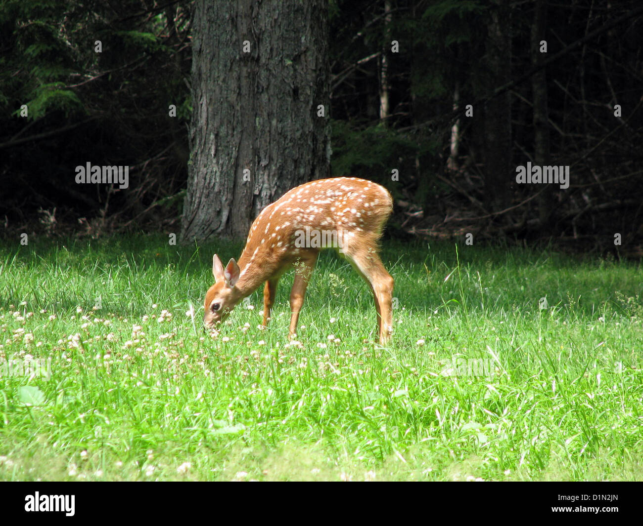 Acadia National Park Summer - Fawn Stock Photo - Alamy