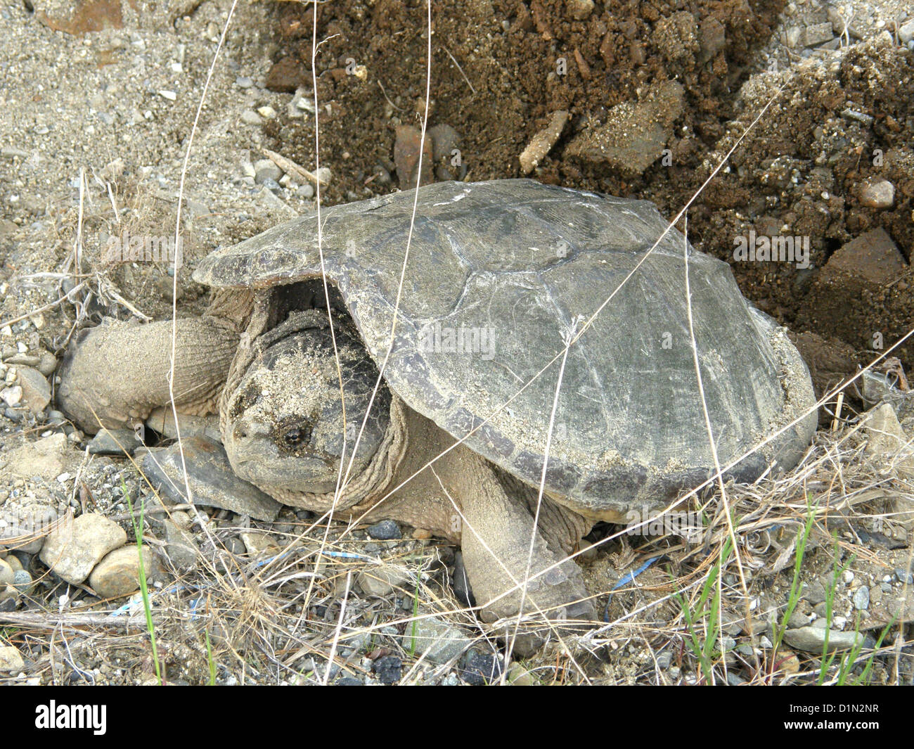 Acadia National Park Turtle Stock Photo - Alamy