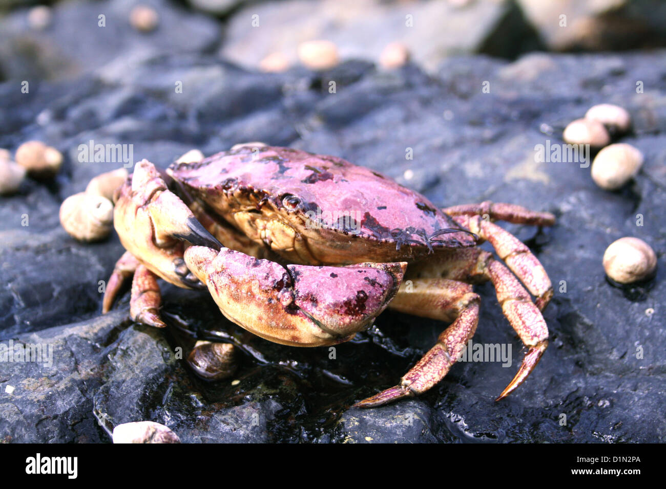 Jonah Crab Stock Photos & Jonah Crab Stock Images - Alamy