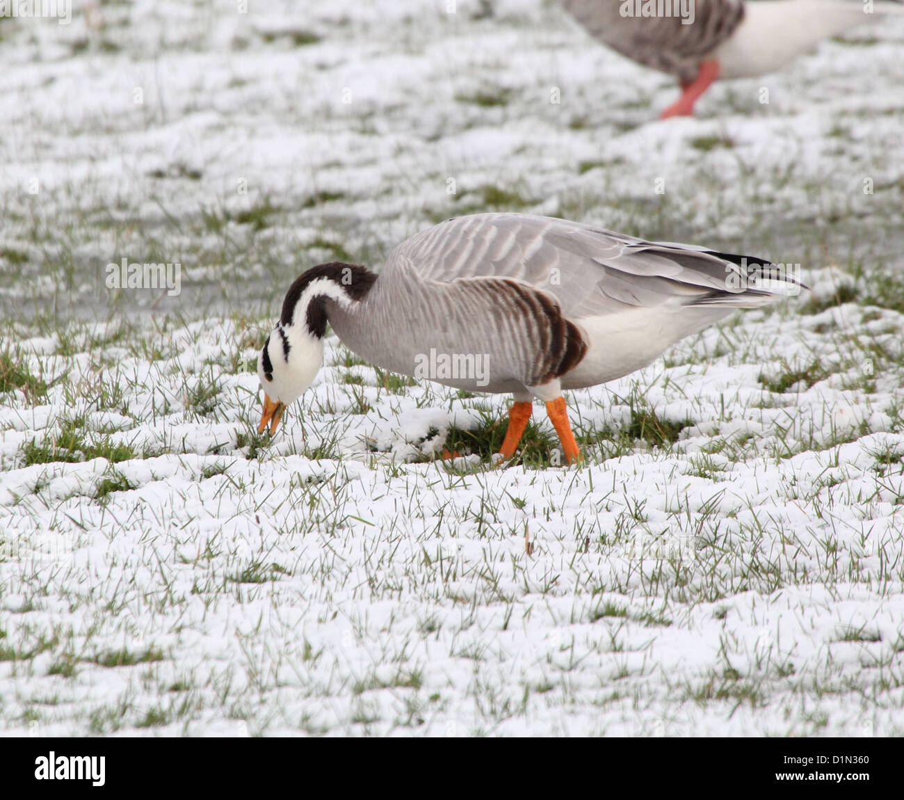 Bar-headed Goose (Anser Indicus) foraging in a snowy winter landscape ...