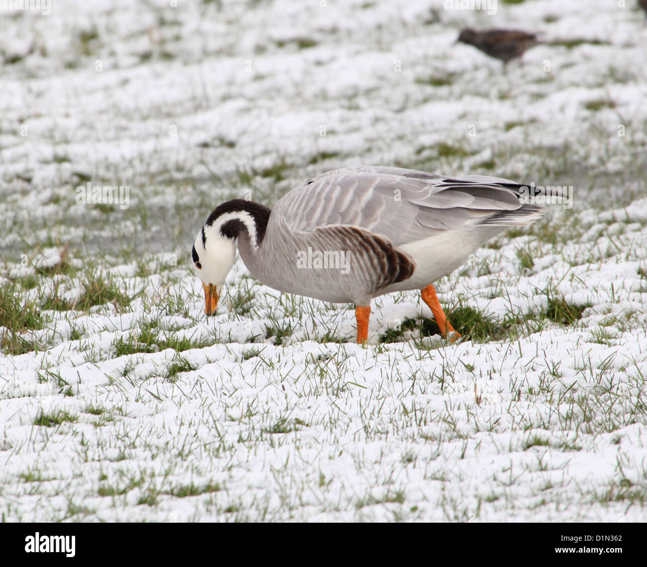 Bar-headed Goose (Anser Indicus) foraging in a snowy winter landscape ...