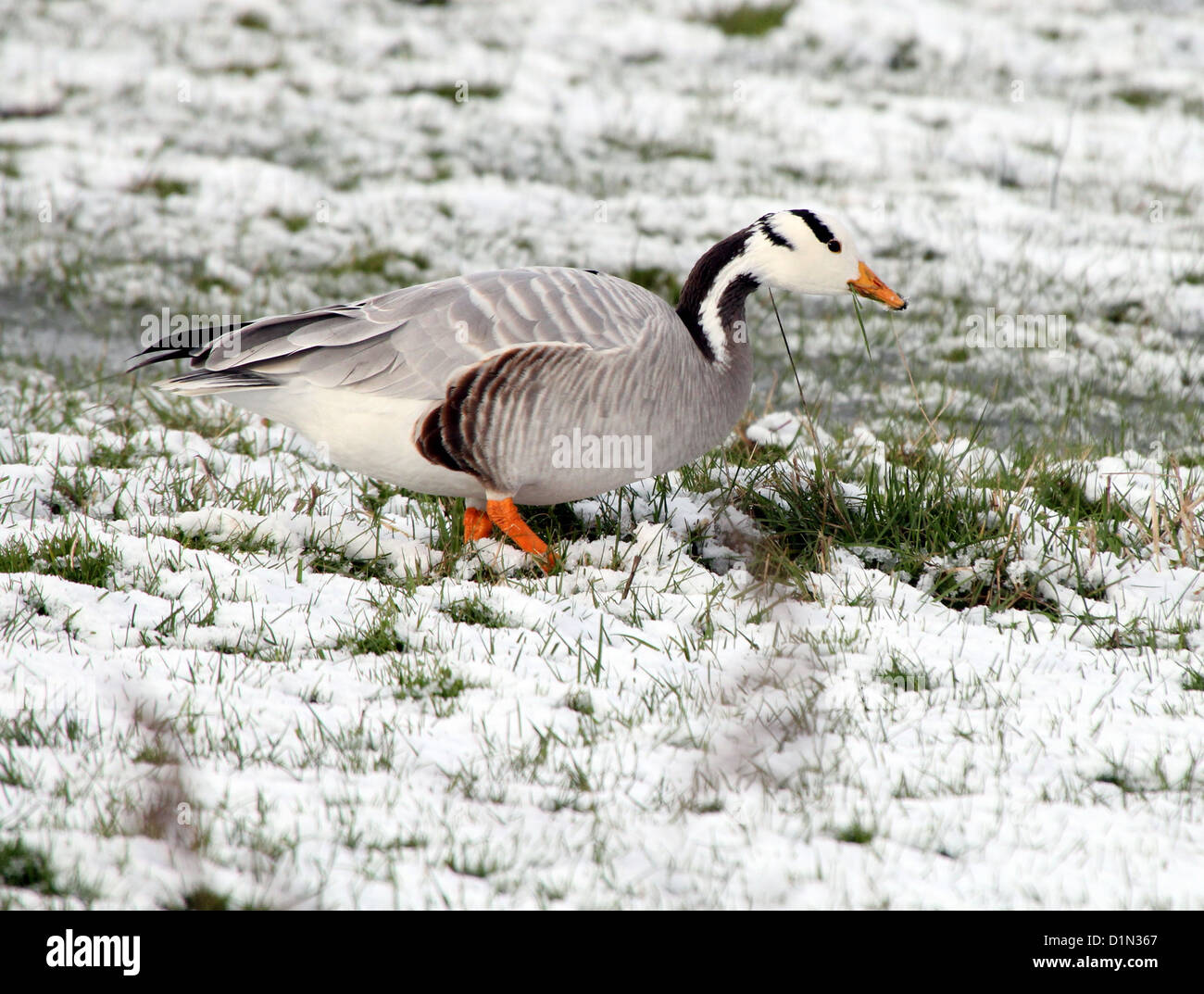 Bar-headed Goose (Anser Indicus) foraging in a snowy winter landscape ...