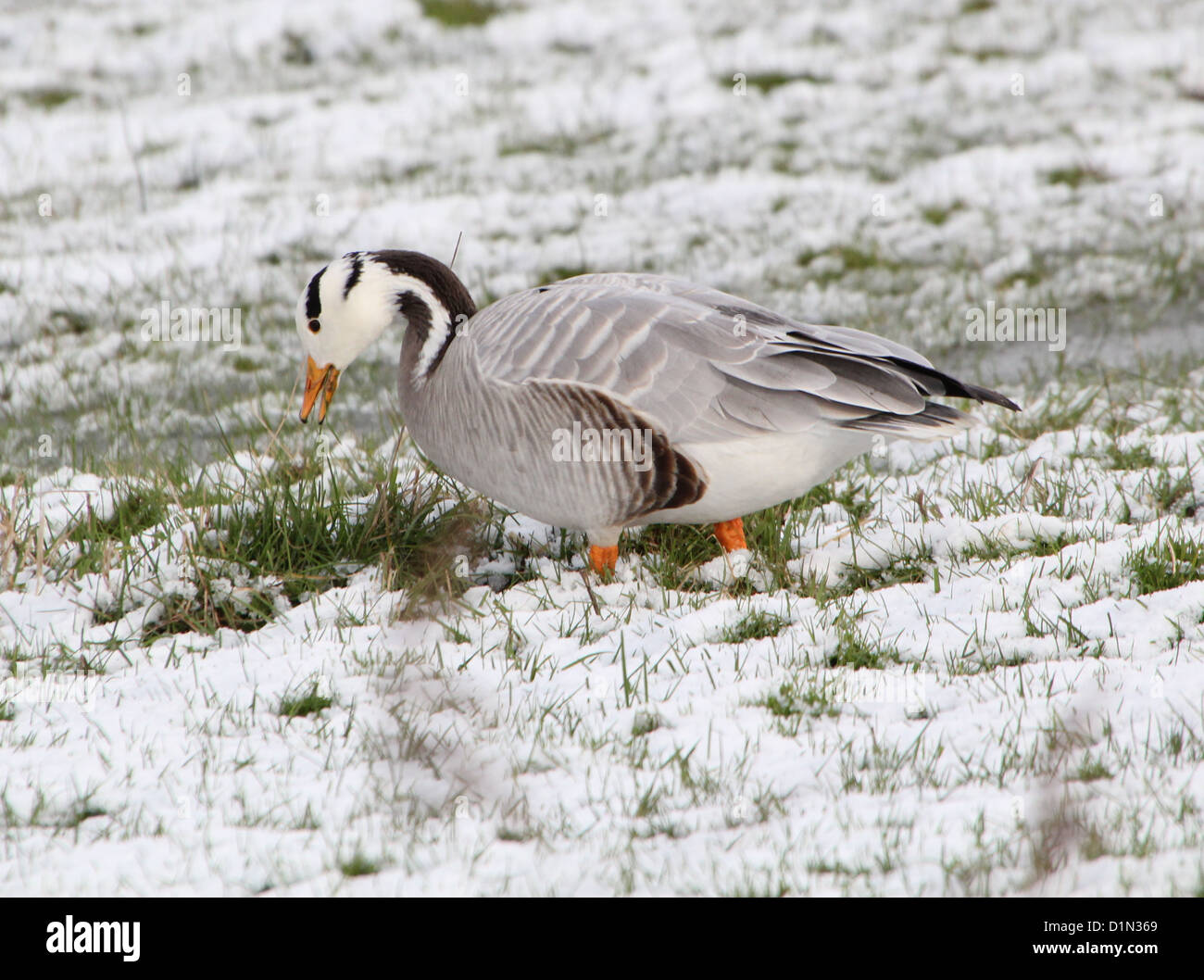 Bar-headed Goose (Anser Indicus) foraging in a snowy winter landscape ...