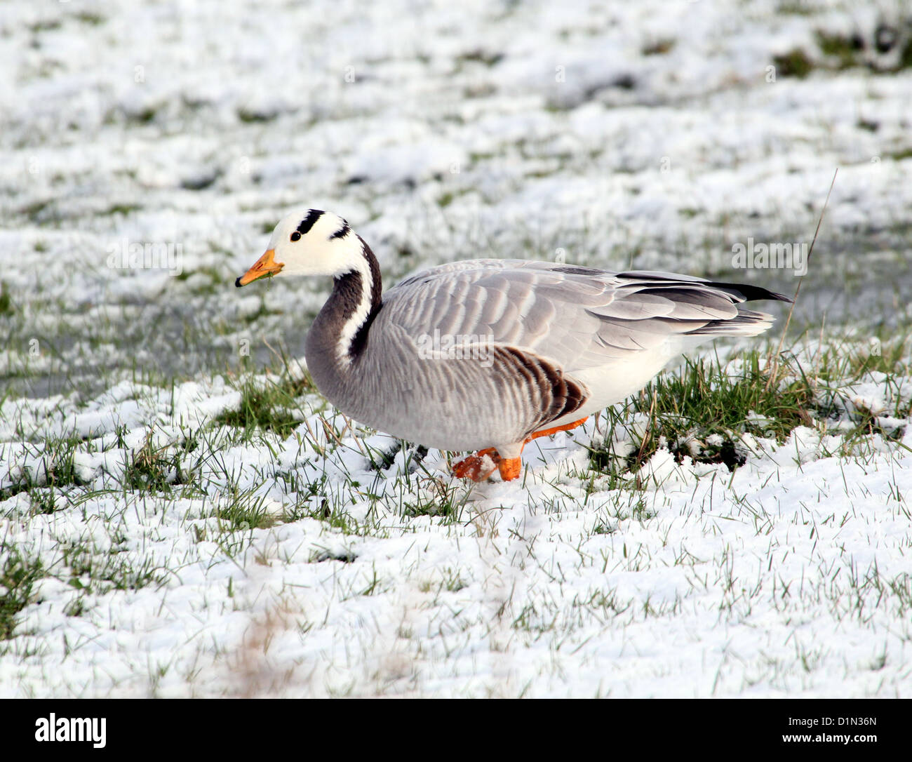 Ansar indio hi-res stock photography and images - Alamy