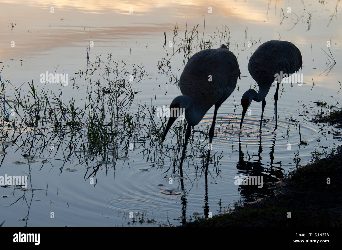Berm crane hi-res stock photography and images - Alamy