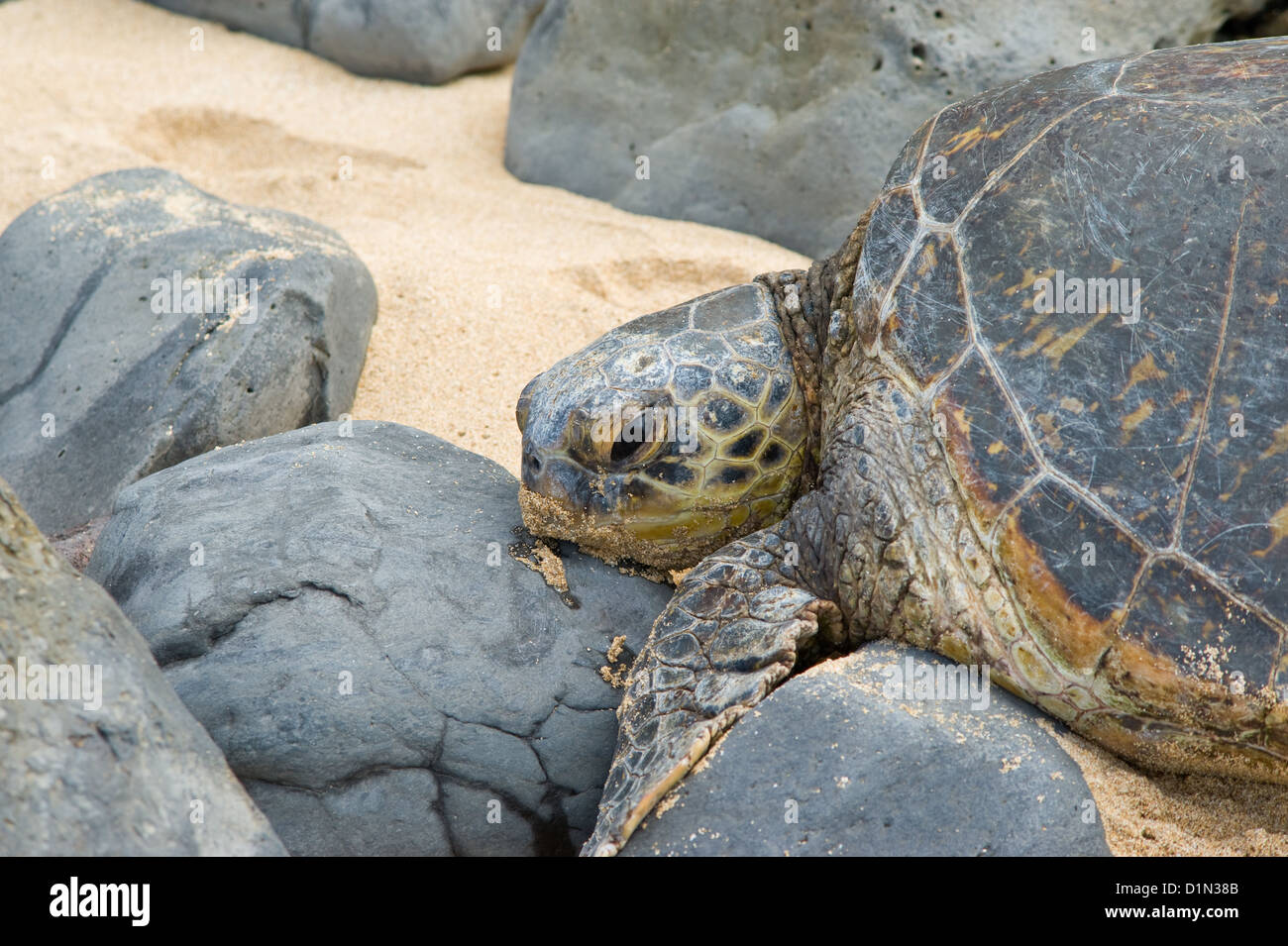 Green Turtle Hookipa Beach High Resolution Stock Photography and Images ...