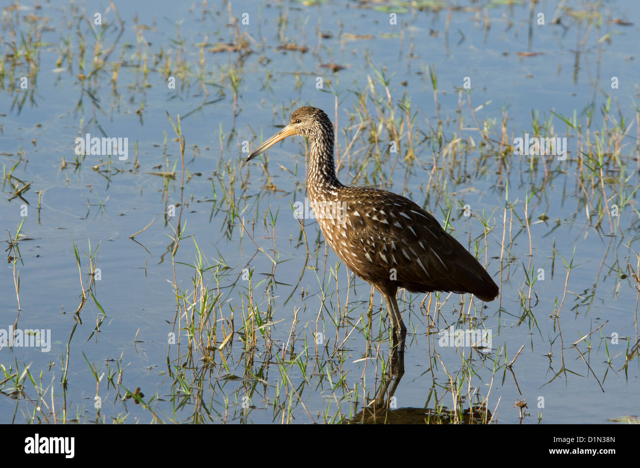 Limpkin (Aramus guarauna Stock Photo - Alamy