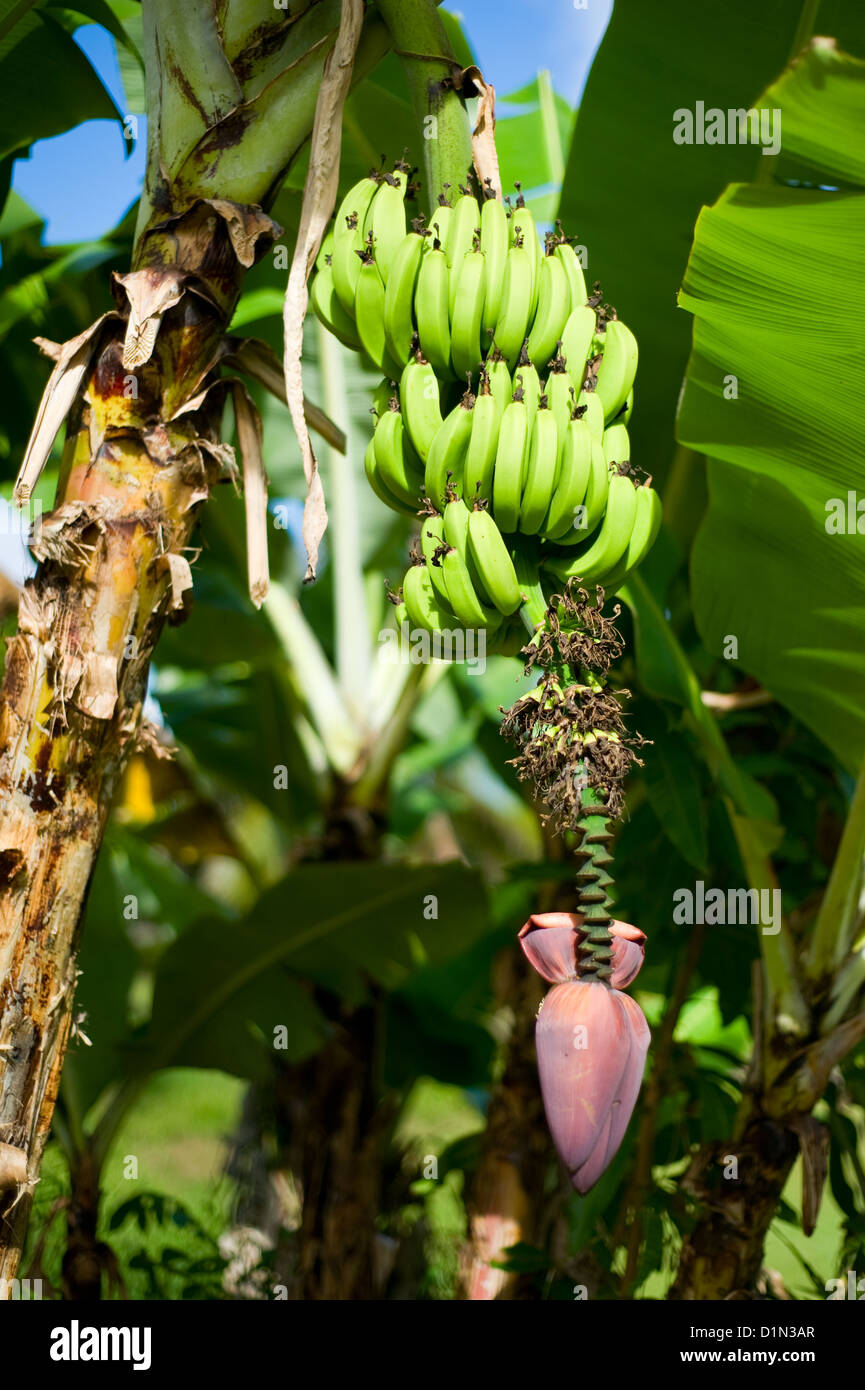 A banana bunch Stock Photo - Alamy