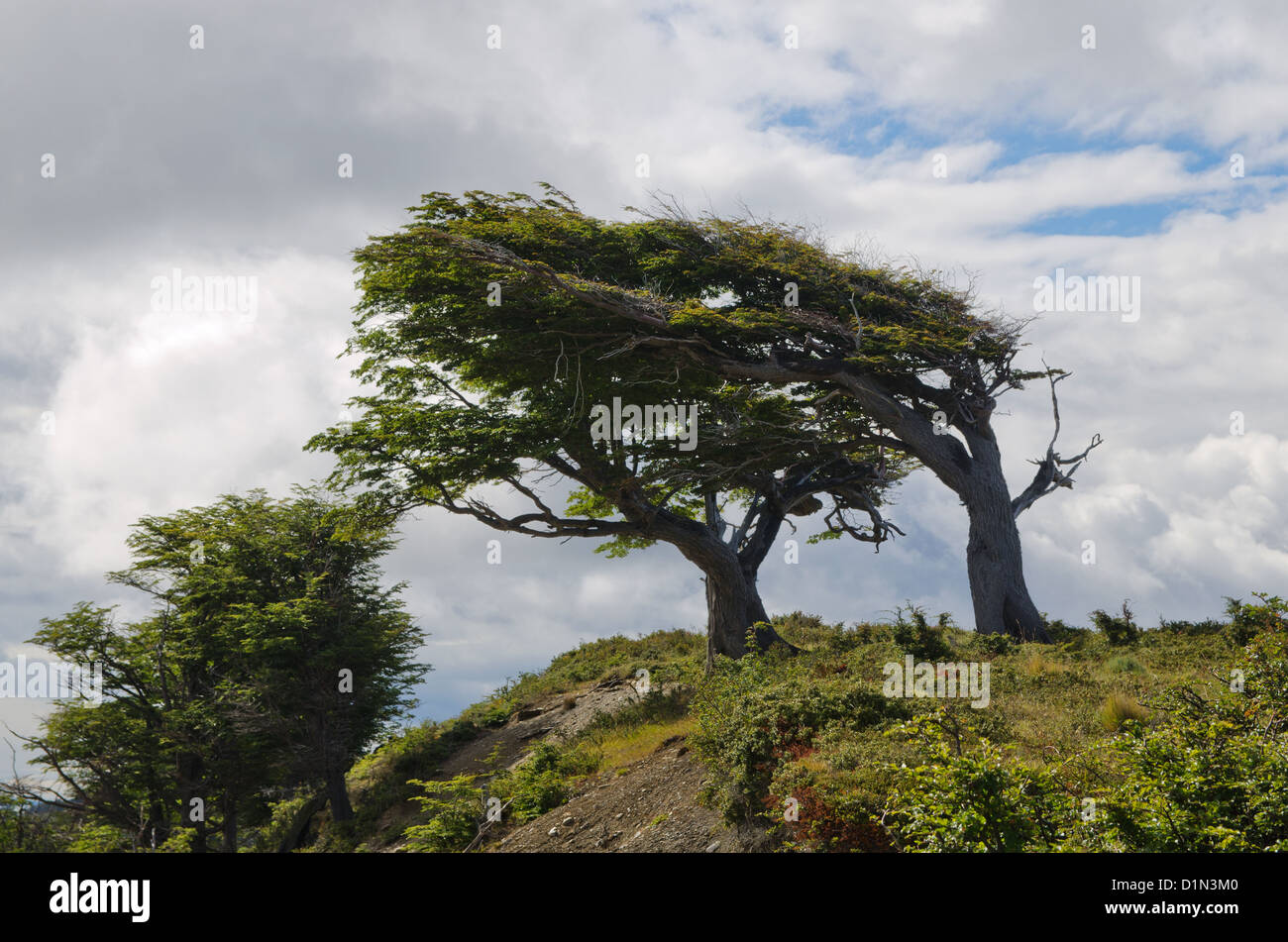 Wind-bent flag trees on a small hill in Fireland (Tierra Del Fuego ...