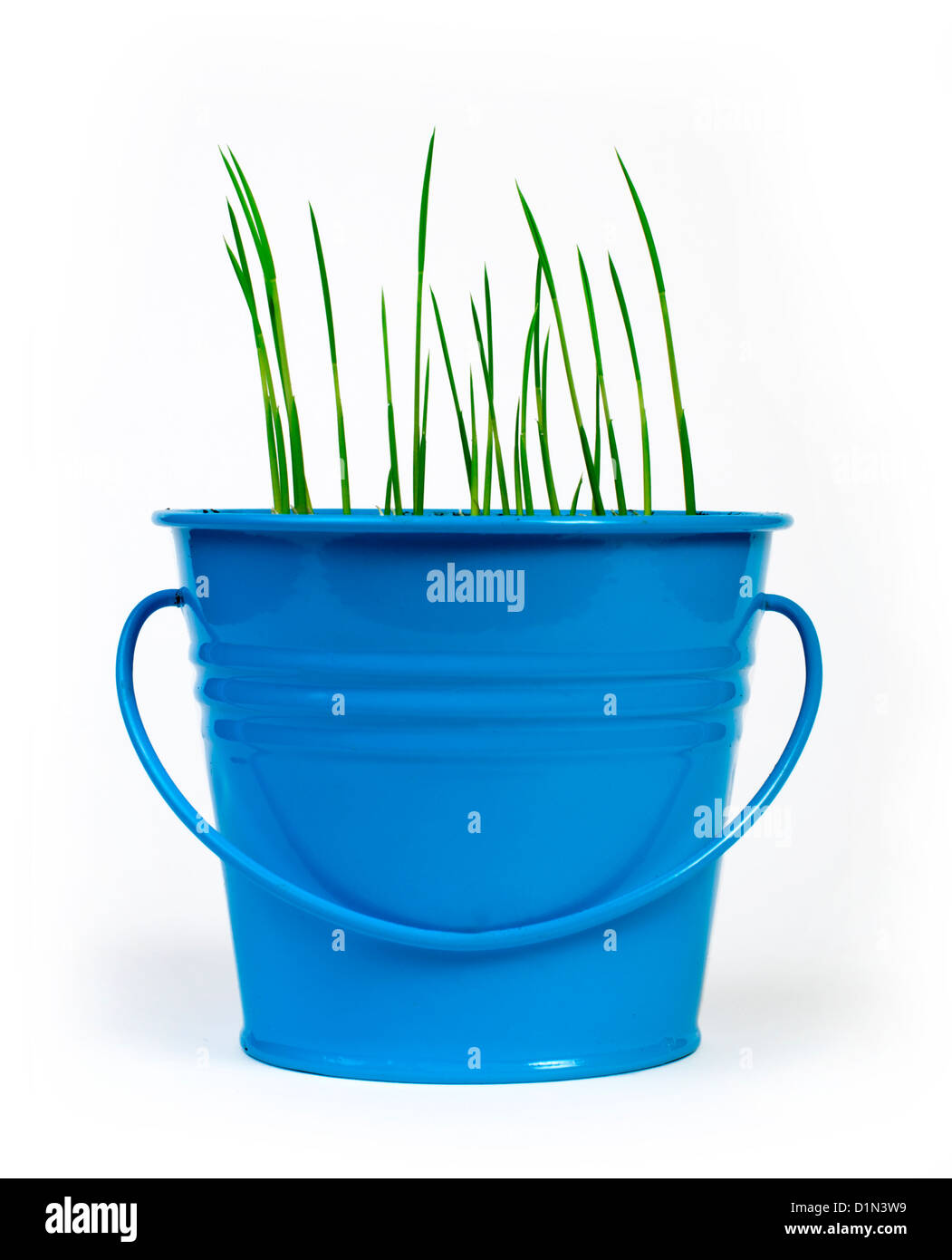 Young potted plants in blue pot Stock Photo - Alamy