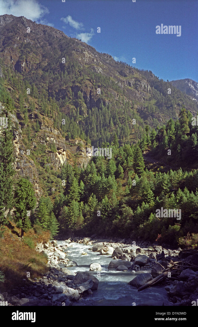 Marsyangdi River and pine forests on Annapurna trek Himalayas Nepal ...