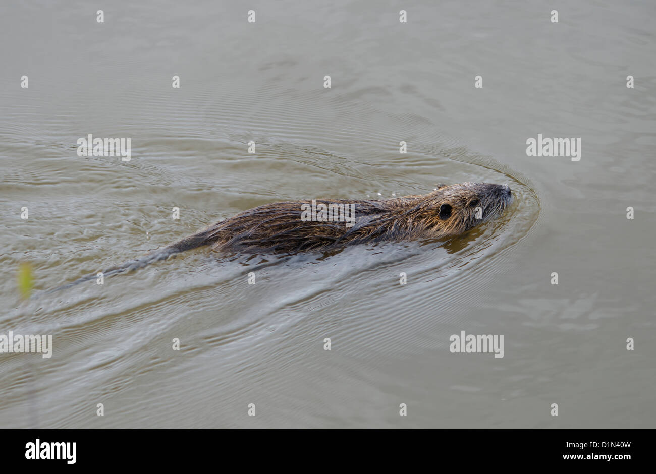 The River Rat High Resolution Stock Photography and Images - Alamy