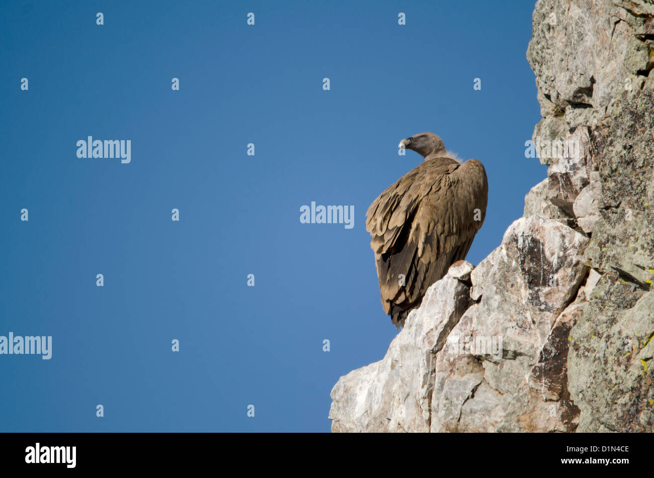 Griffon vulture (gyps fulvus) at Penafalcon, Monfrague National Park ...