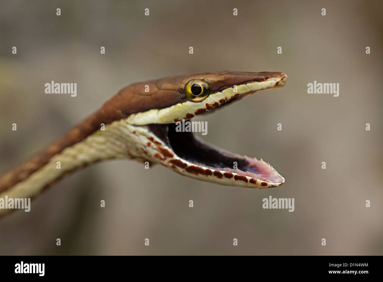 Brown Vine Snake Oxybelis aeneus Costa Rica defensive posture Stock ...