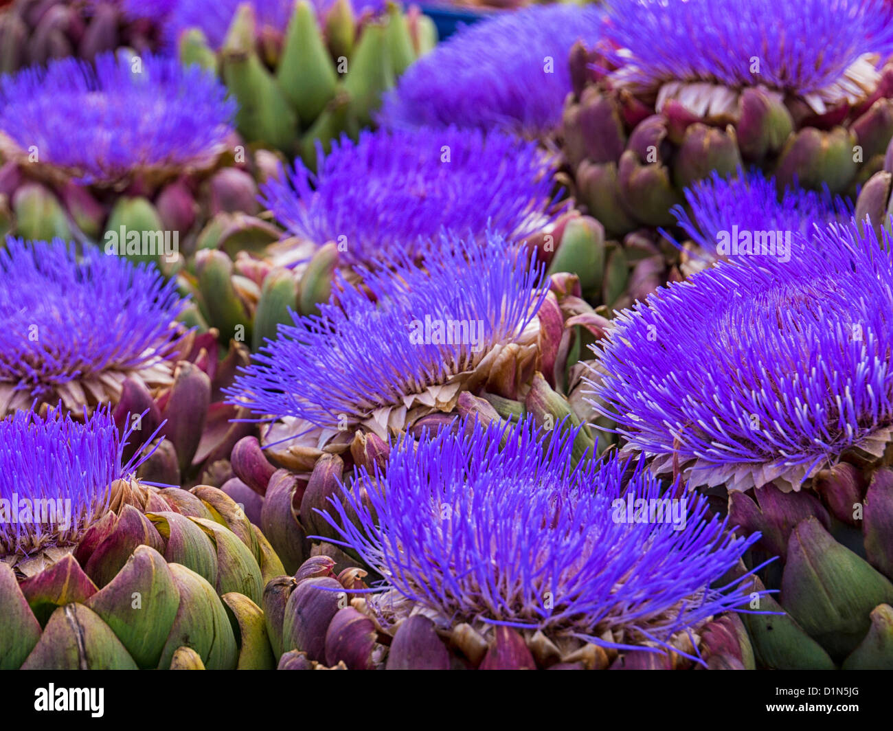 Avocado botanical hi-res stock photography and images - Alamy