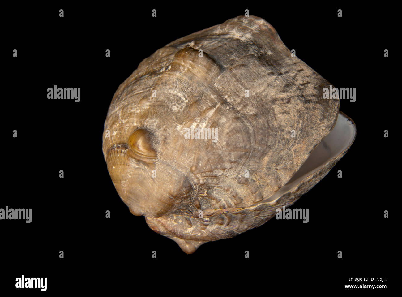 Winged mapleleaf hi-res stock photography and images - Alamy