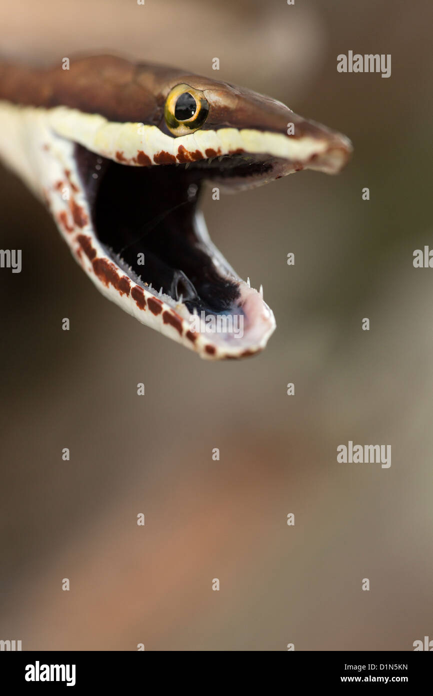 Rear fang snake hi-res stock photography and images - Alamy