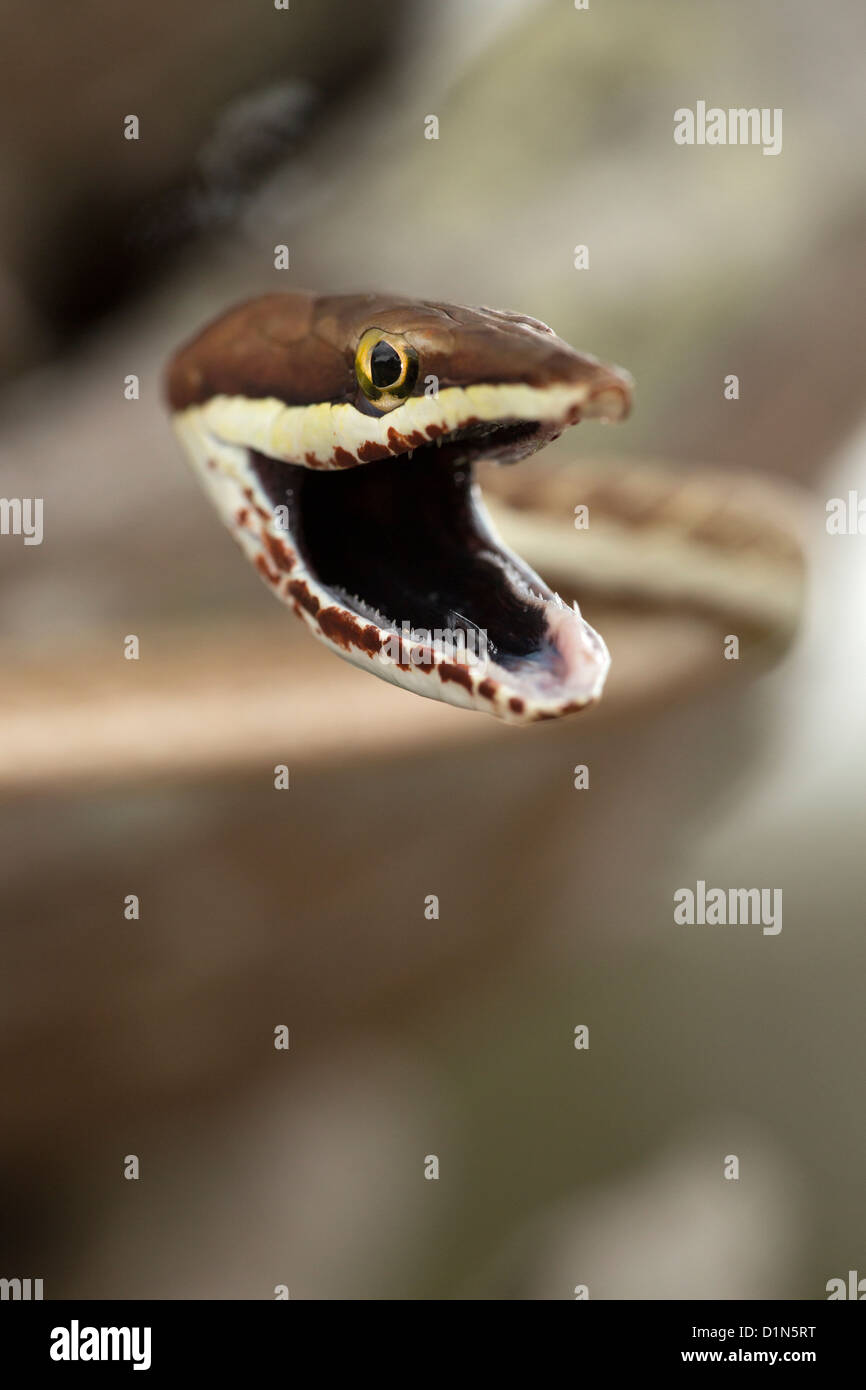 Snake Mouth Open Fangs Stock Photos & Snake Mouth Open Fangs Stock ...