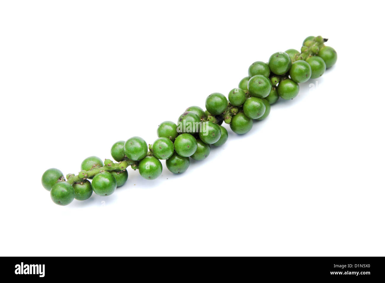 Turkey Berry High Resolution Stock Photography and Images - Alamy