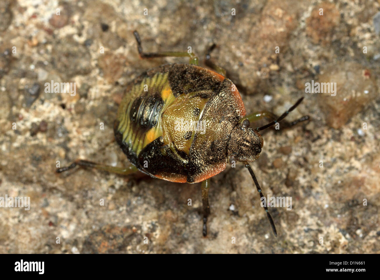 Green stink bug nymph (Chinavia hilaris Stock Photo - Alamy