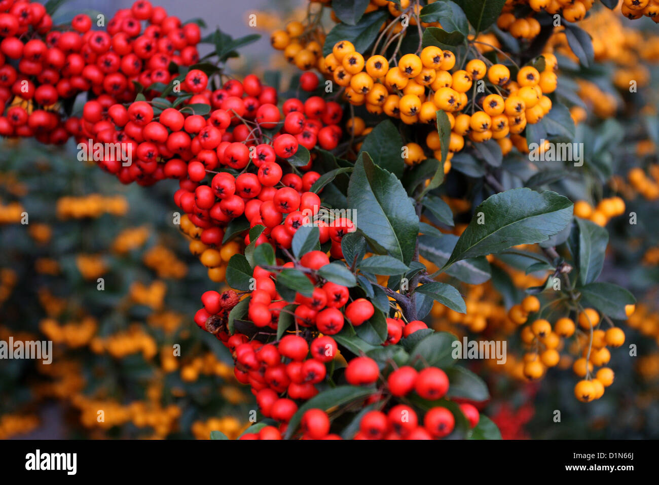Pyracantha coccinea, Firethorn pyracantha berries Stock Photo - Alamy