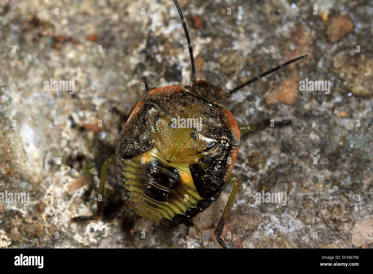 Green stink bug nymph (Chinavia hilaris Stock Photo - Alamy