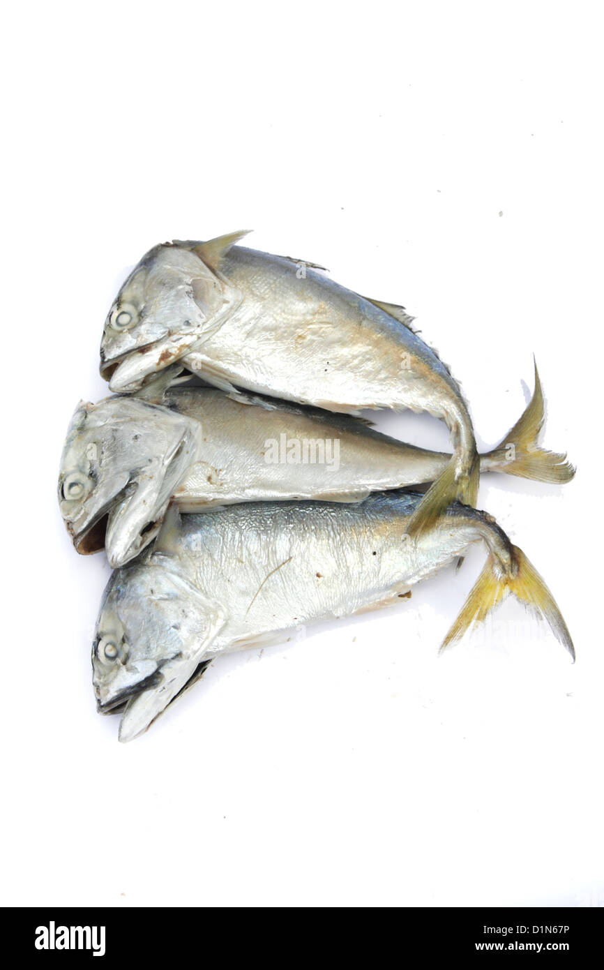 Pla Tuu , Thai mackerel fish Stock Photo - Alamy