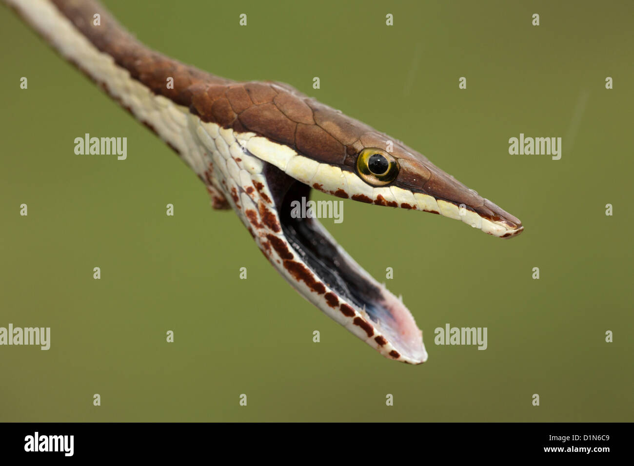 Brown Vine Snake Oxybelis aeneus Costa Rica defensive posture Stock ...