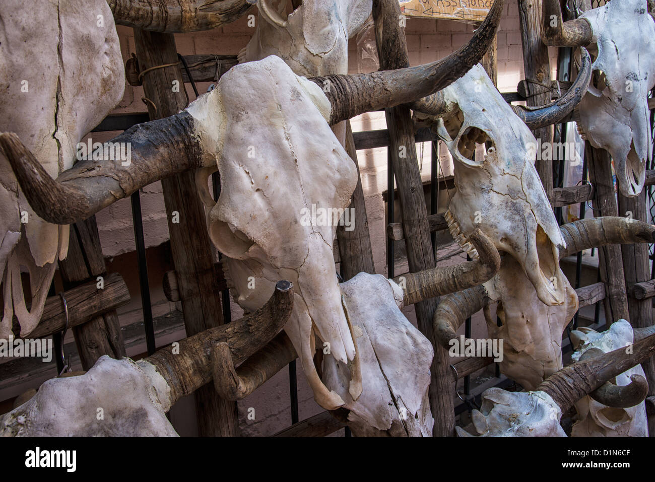 Cattle skull hi-res stock photography and images - Alamy