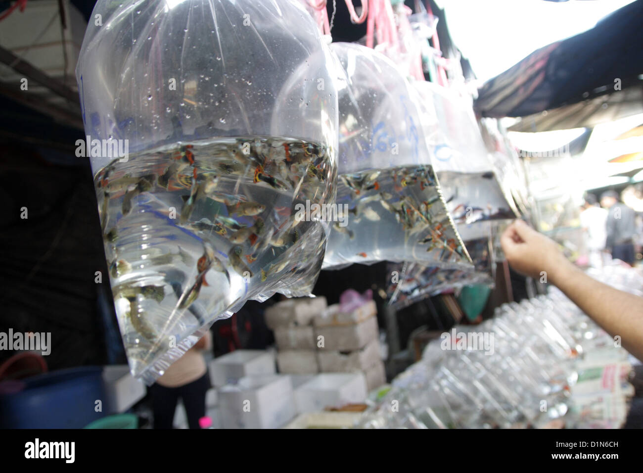 Chatuchak market animals hi-res stock photography and images - Alamy