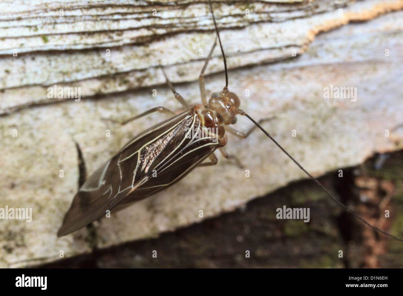 Bark louse (Cerastipsocus venosus Stock Photo - Alamy