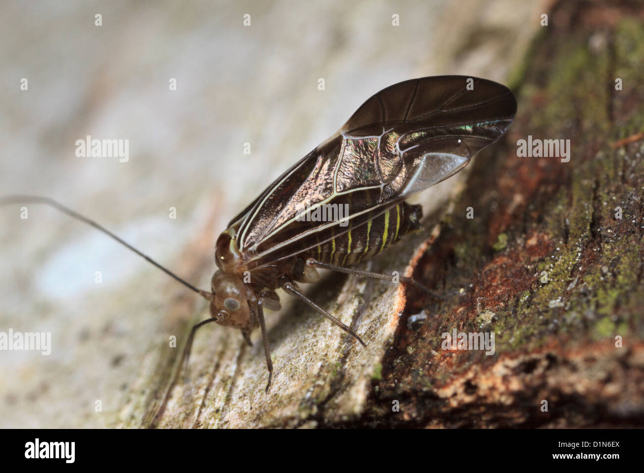 Bark louse (Cerastipsocus venosus Stock Photo - Alamy