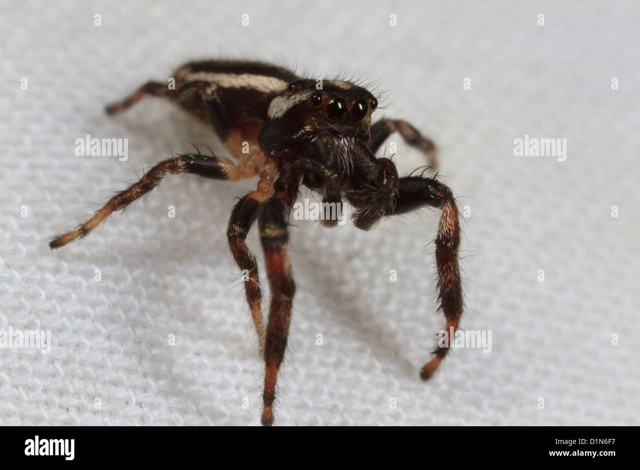 Eris hi-res stock photography and images - Alamy