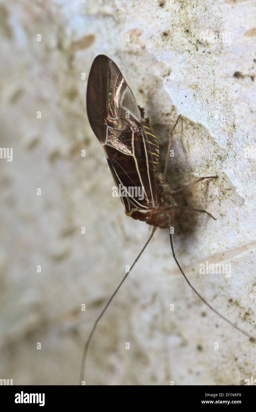 Bark louse (Cerastipsocus venosus Stock Photo - Alamy