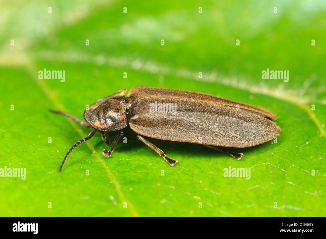 Winter Firefly (Ellychnia corrusca) on leaf Stock Photo - Alamy